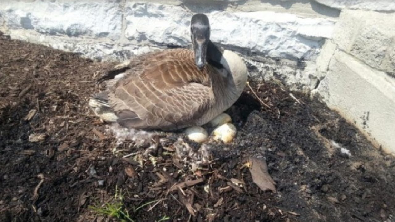Happy ending for mother goose after her nest is set on fire
