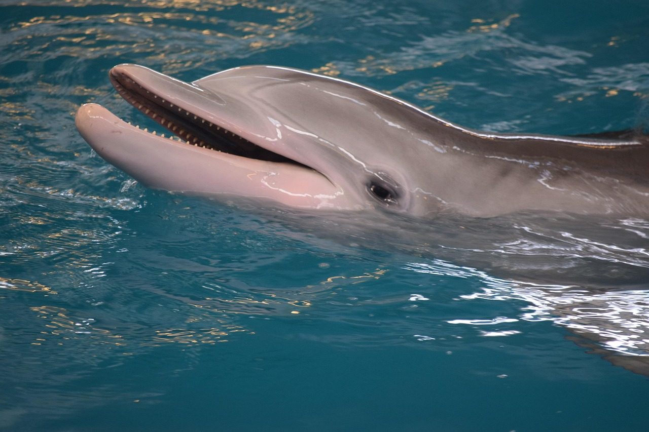 10 species that are far more intelligent than humans realized