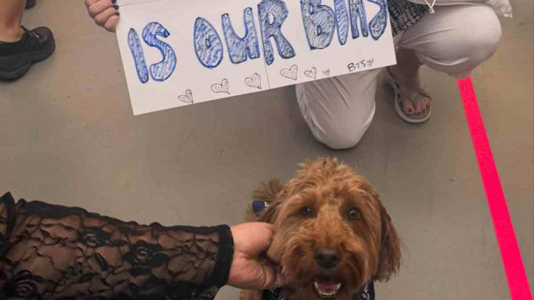 Conoce a Stoney, el 'octavo' integrante de BTS con cuatro patas que les ...