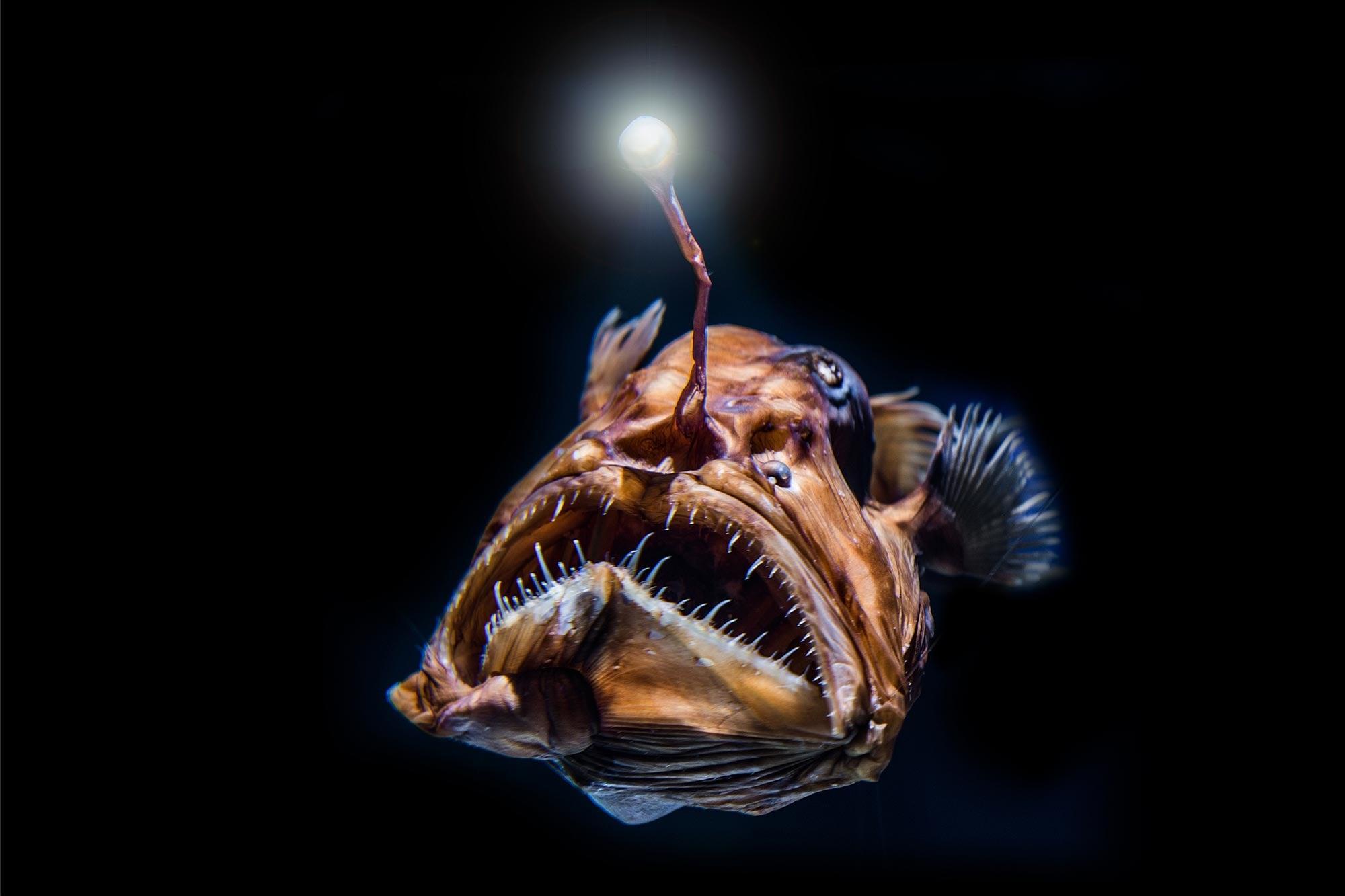 30 scariest deep sea creatures ever discovered