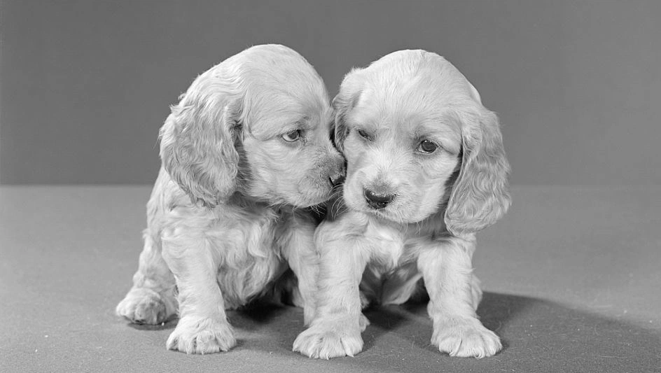 Raise a confident puppy with early socialization