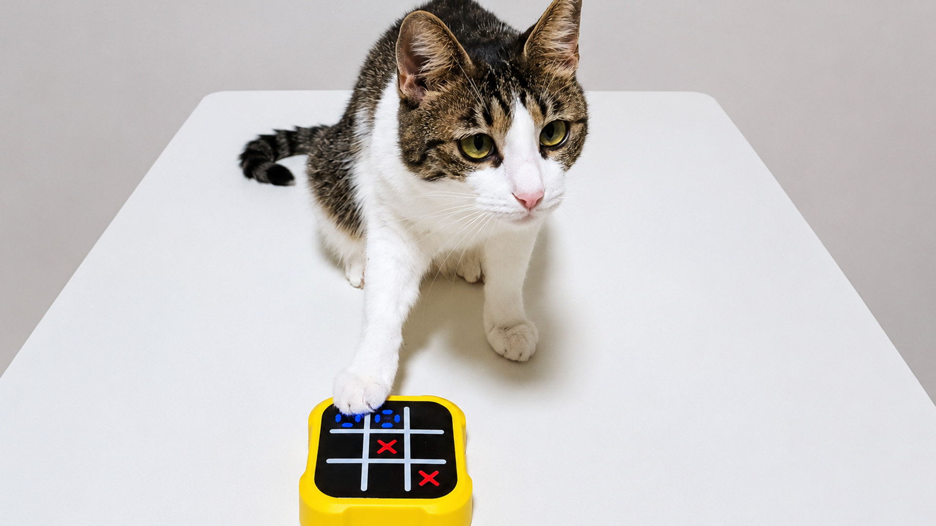 Cat just discovered tic tac toe strategy