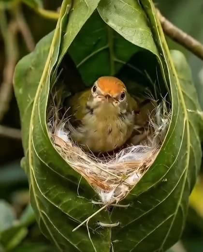 This bird uses its beak as a needle to sew its nest
