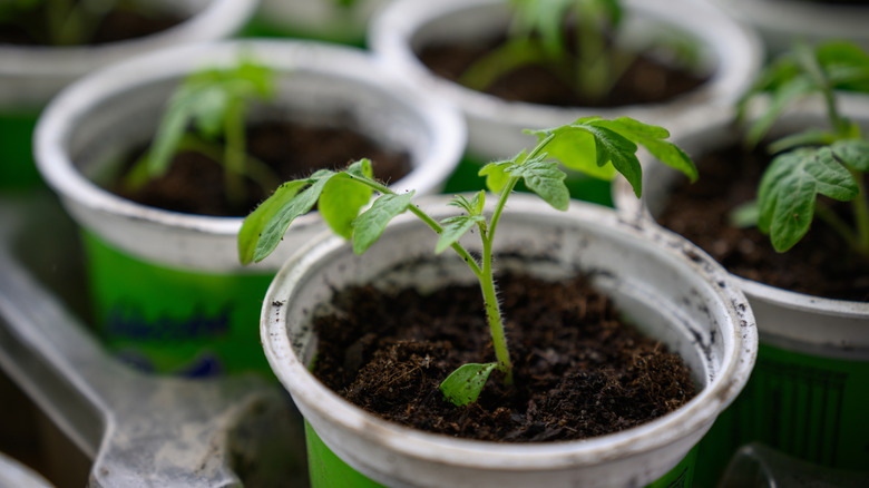 How to fertilize tomato seedlings for a major nutrient boost from the start