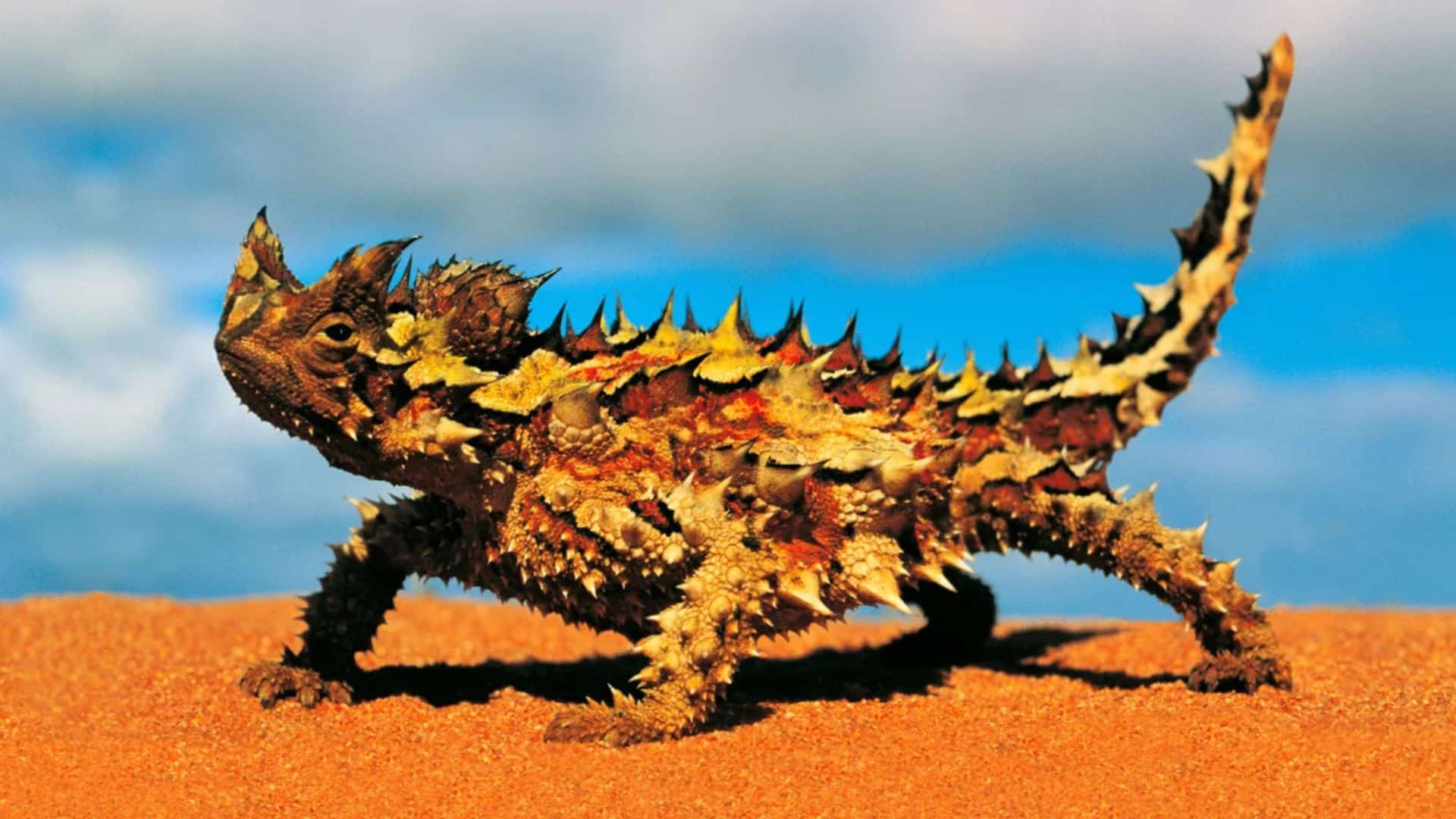 Creatures that remarkably survive with very minimal water
