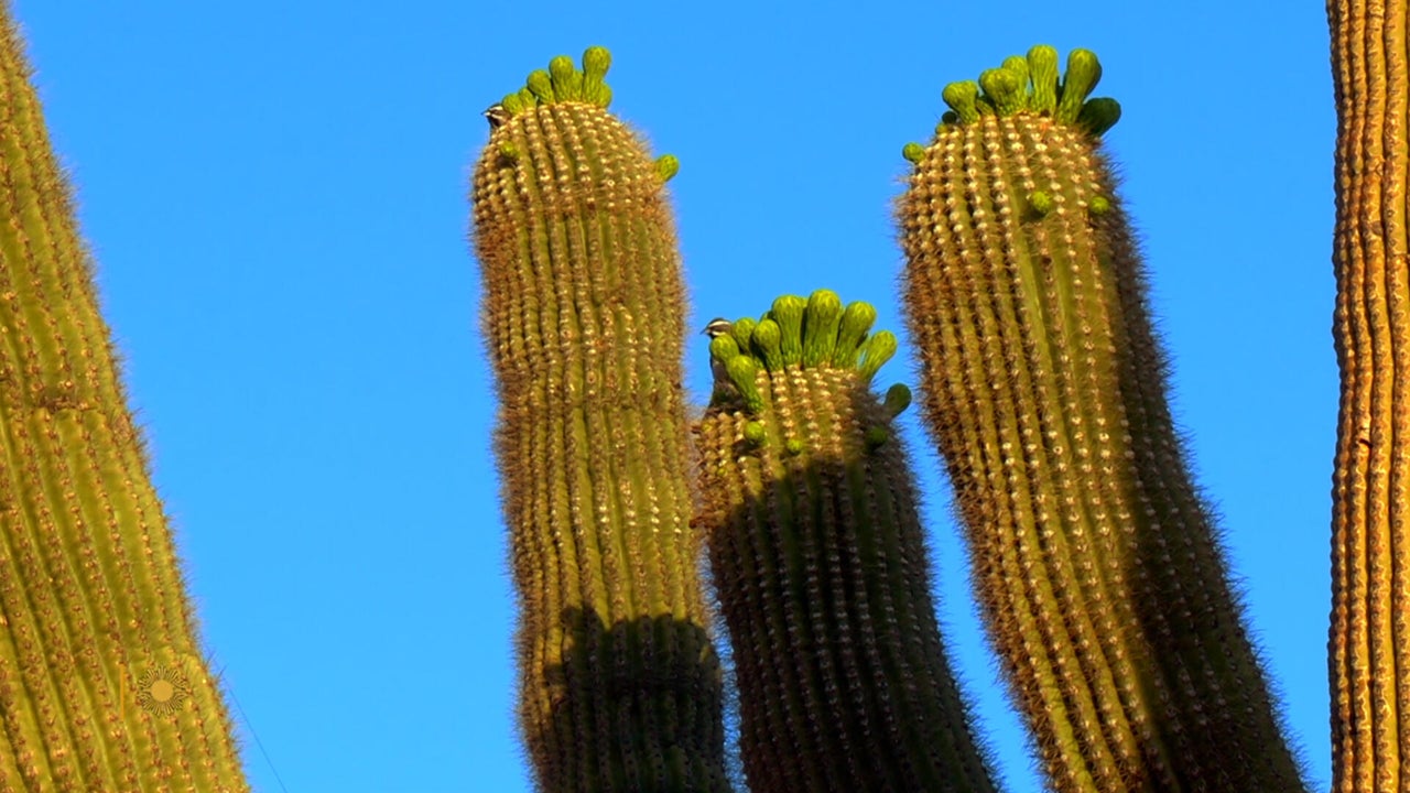 Nature: Cactus blooms in Arizona