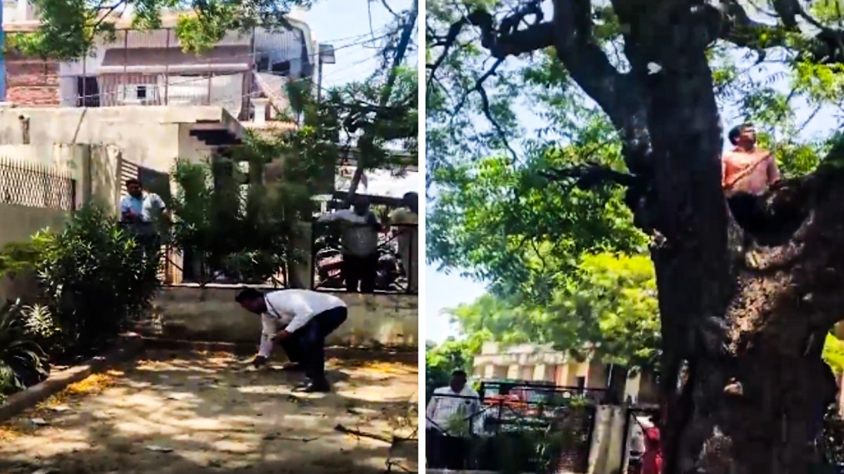 Video: Monkey's 'money rain' leaves UP crowd scrambling for notes