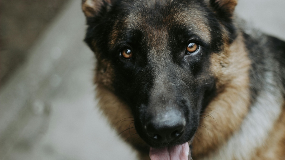 The canine mirror: What your favorite dog breed reveals about your ...