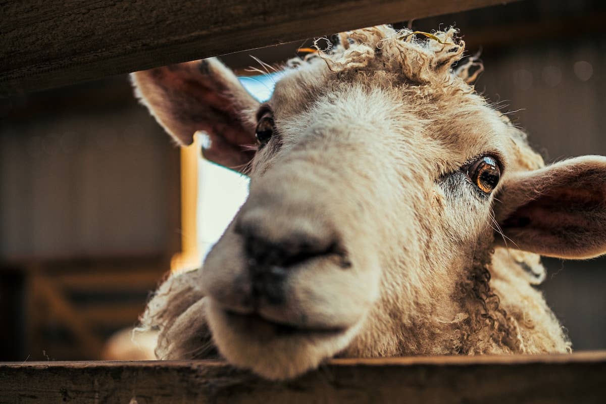 Disabled rescue sheep Kiki melts hearts cruising around in her mobility ...