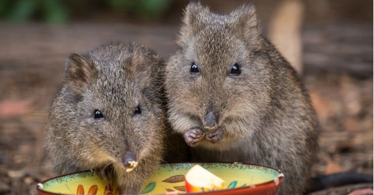 Once thought extinct, the Gilbert’s potoroo hides survival clues in its ...