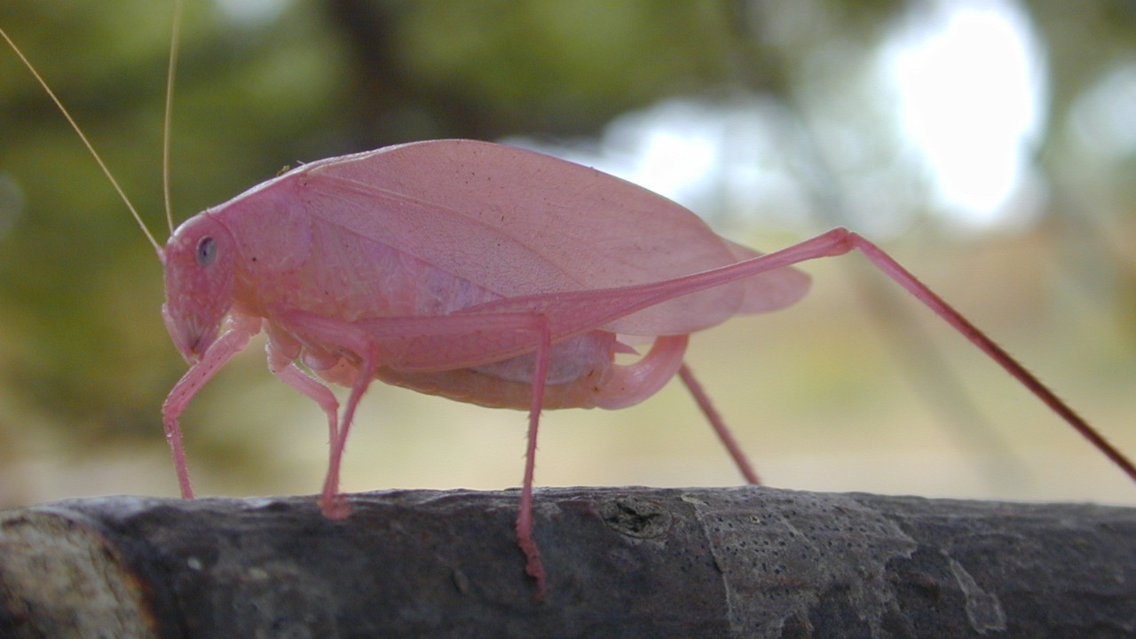 A rainforest katydid just glowed hot pink and slowly turned green right ...