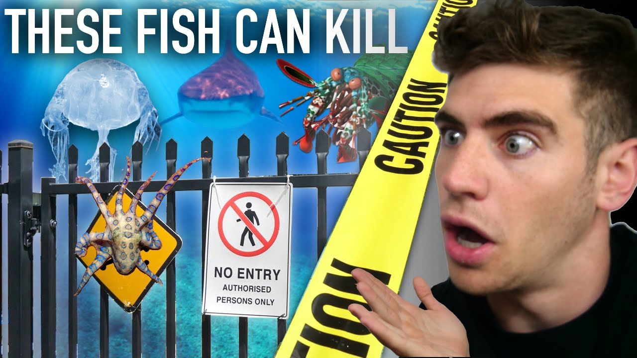 Enter the deadliest aquarium in the world (most venomous fish)