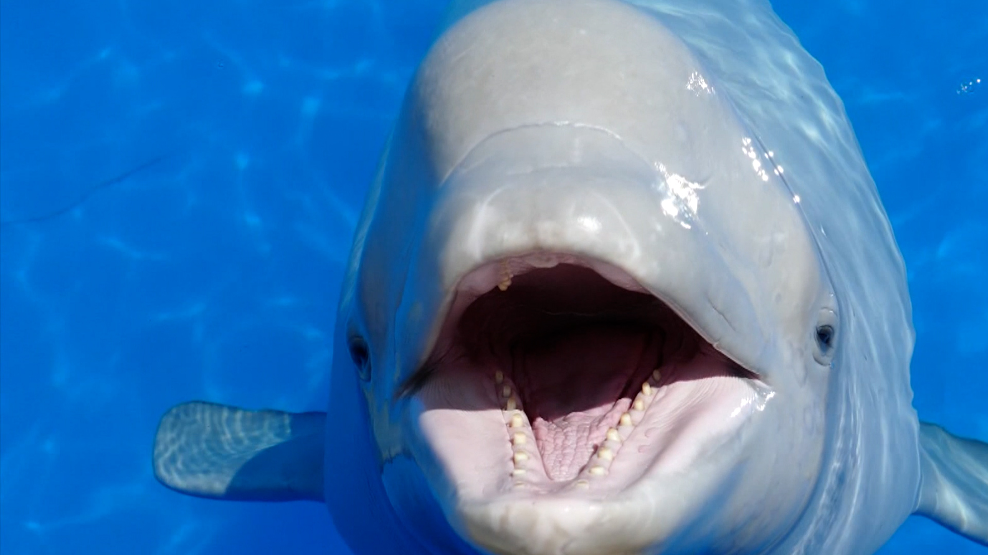 A window into self-awareness: Beluga whales display fascinating ...