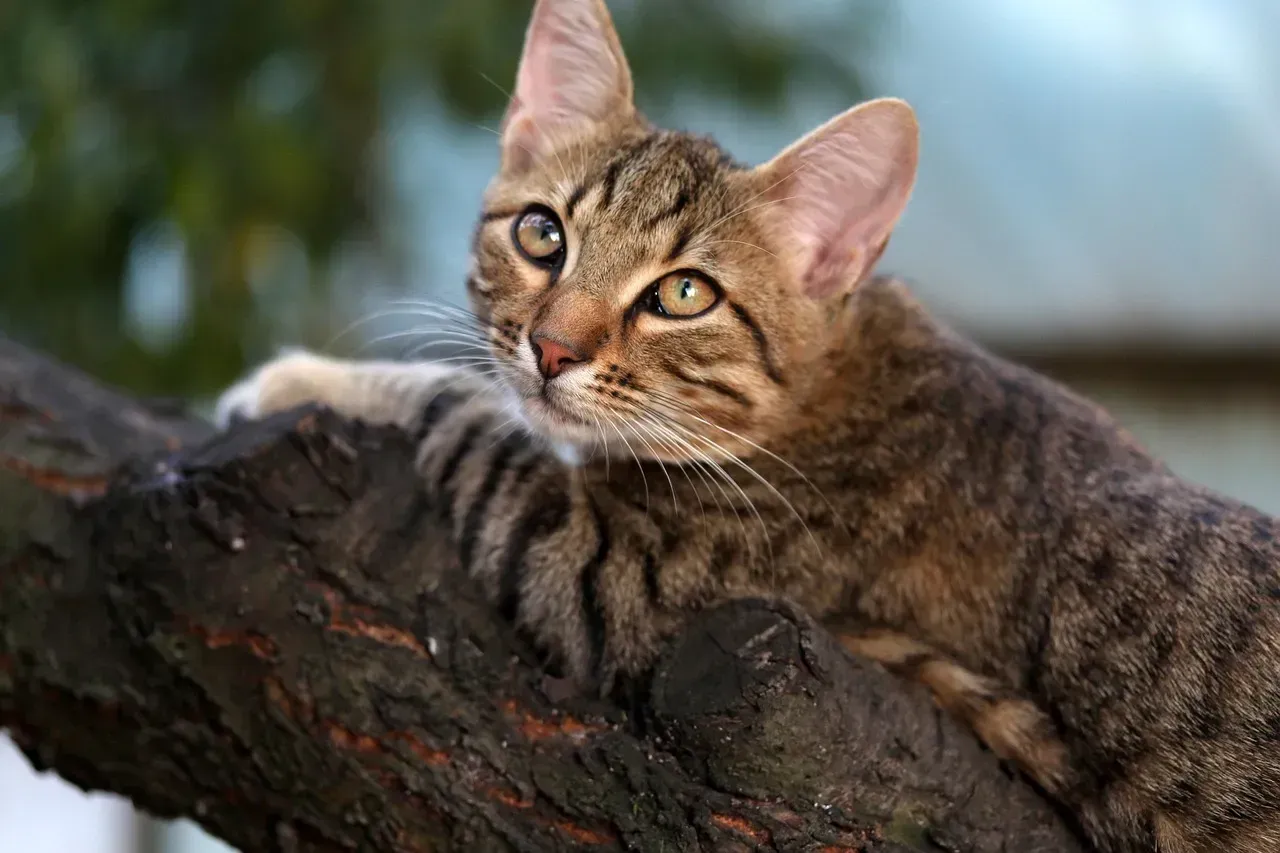 10 hidden reasons indoor cats develop stress inside the home