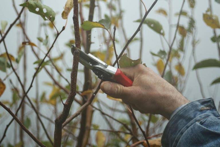 How to build a simple, affordable trellis system using fallen tree branches
