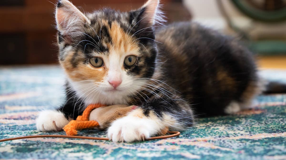 Mechanics Rescue Tiny Calico Kitten From Car Engine and Everyone’s ...