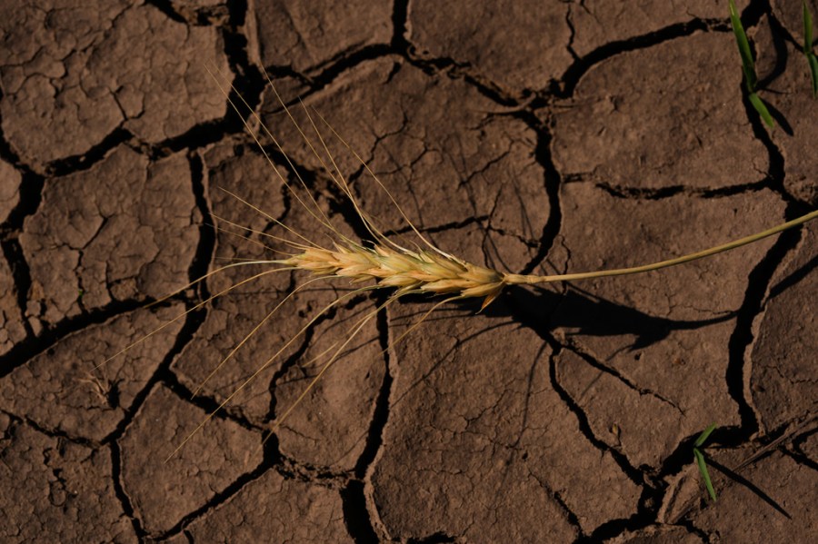 We’re having the worst wheat crop in decades. You’ll notice the ripple ...