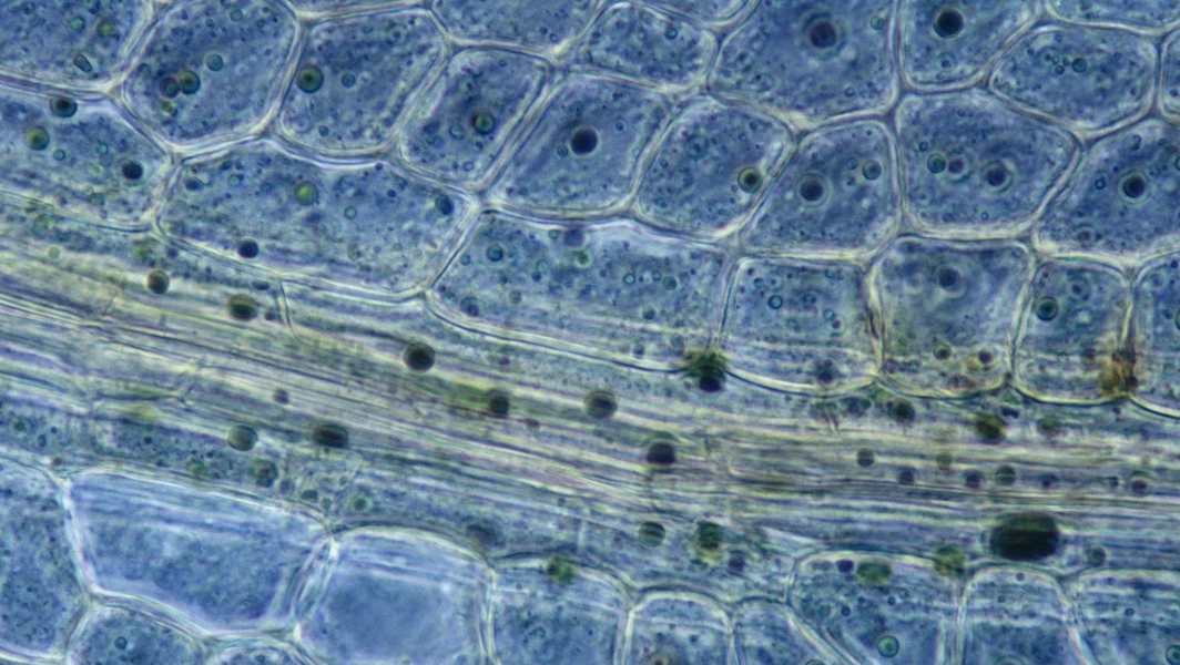Inside the secret life of plant cells