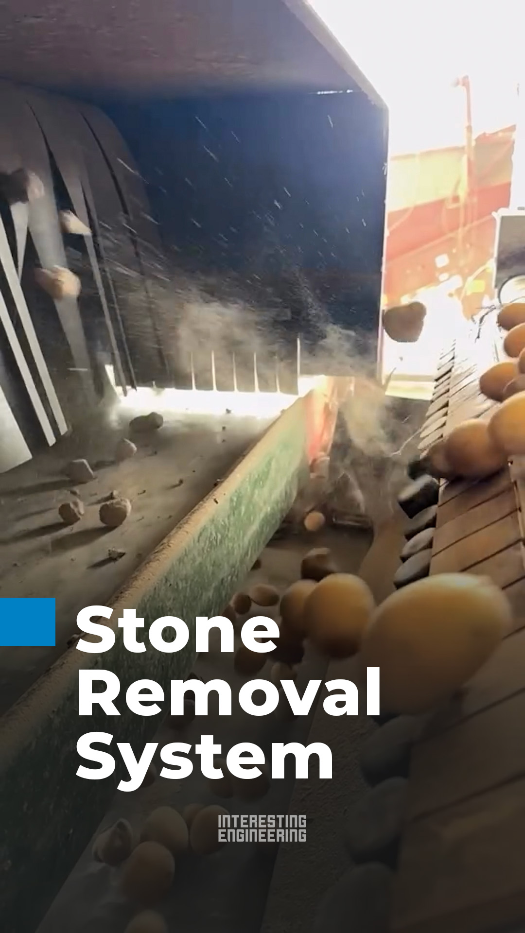 How potatoes get sorted fresh off the field
