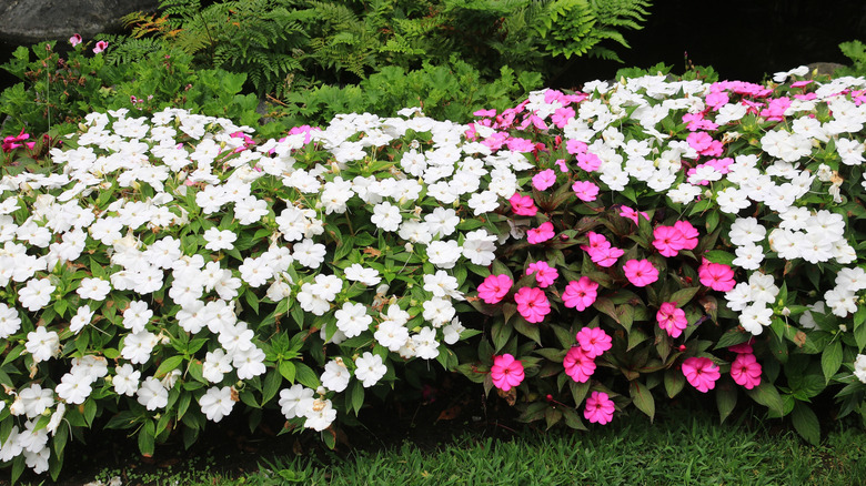 9 shade-loving companion plants that look beautiful next to impatiens