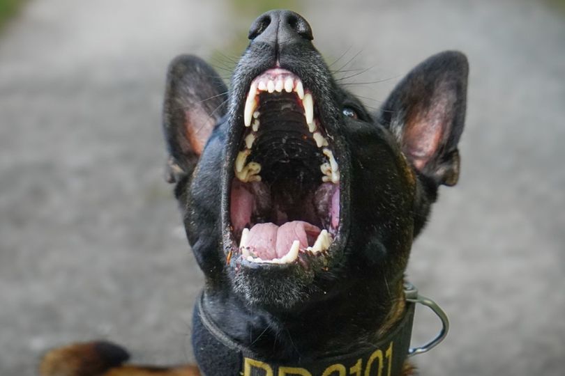 Fearsome police 'Land Shark' who becomes 'Jaws on paws' when on North ...