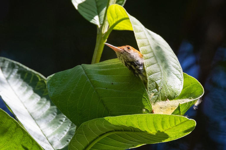 This bird uses its beak as a needle to sew its nest