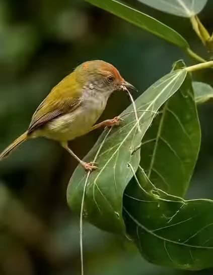 This bird uses its beak as a needle to sew its nest