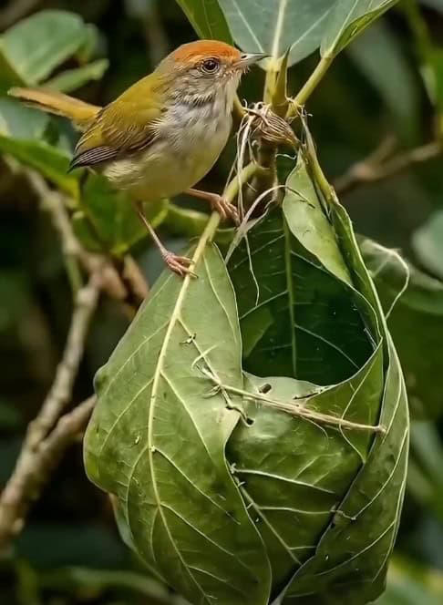 This bird uses its beak as a needle to sew its nest
