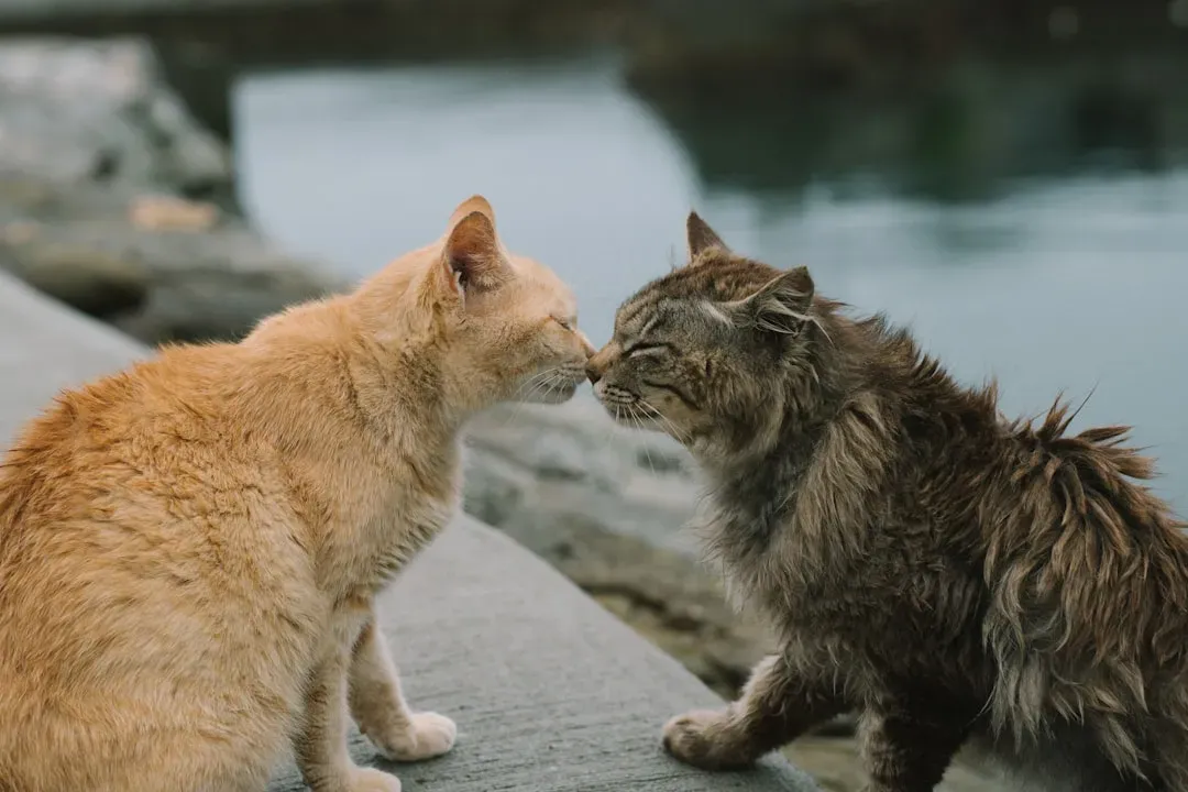 8 warning signs your cat still doesn't feel safe at home