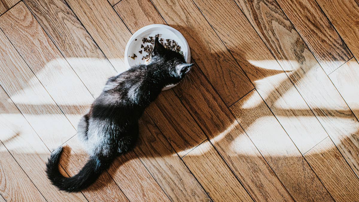 Watch this cat dad whip up the ultimate date-night dinner for his kitten