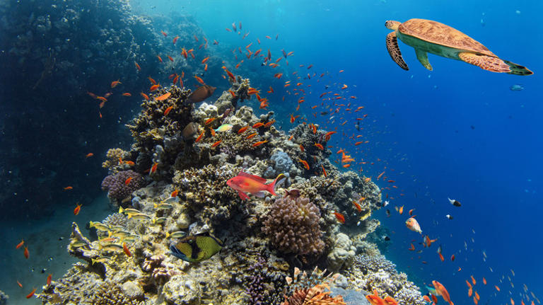 9 things real-life pirates ate on the high seas