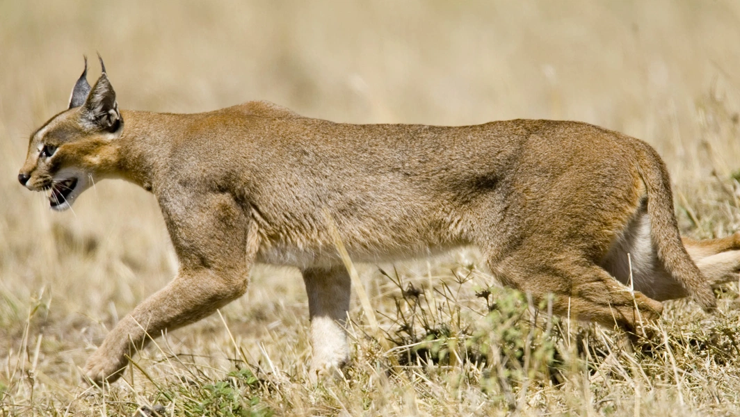 Why caracals are nature’s stealthy supermodels