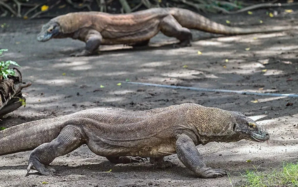 Komodo tourism embraces cultural and nature-focused journeys