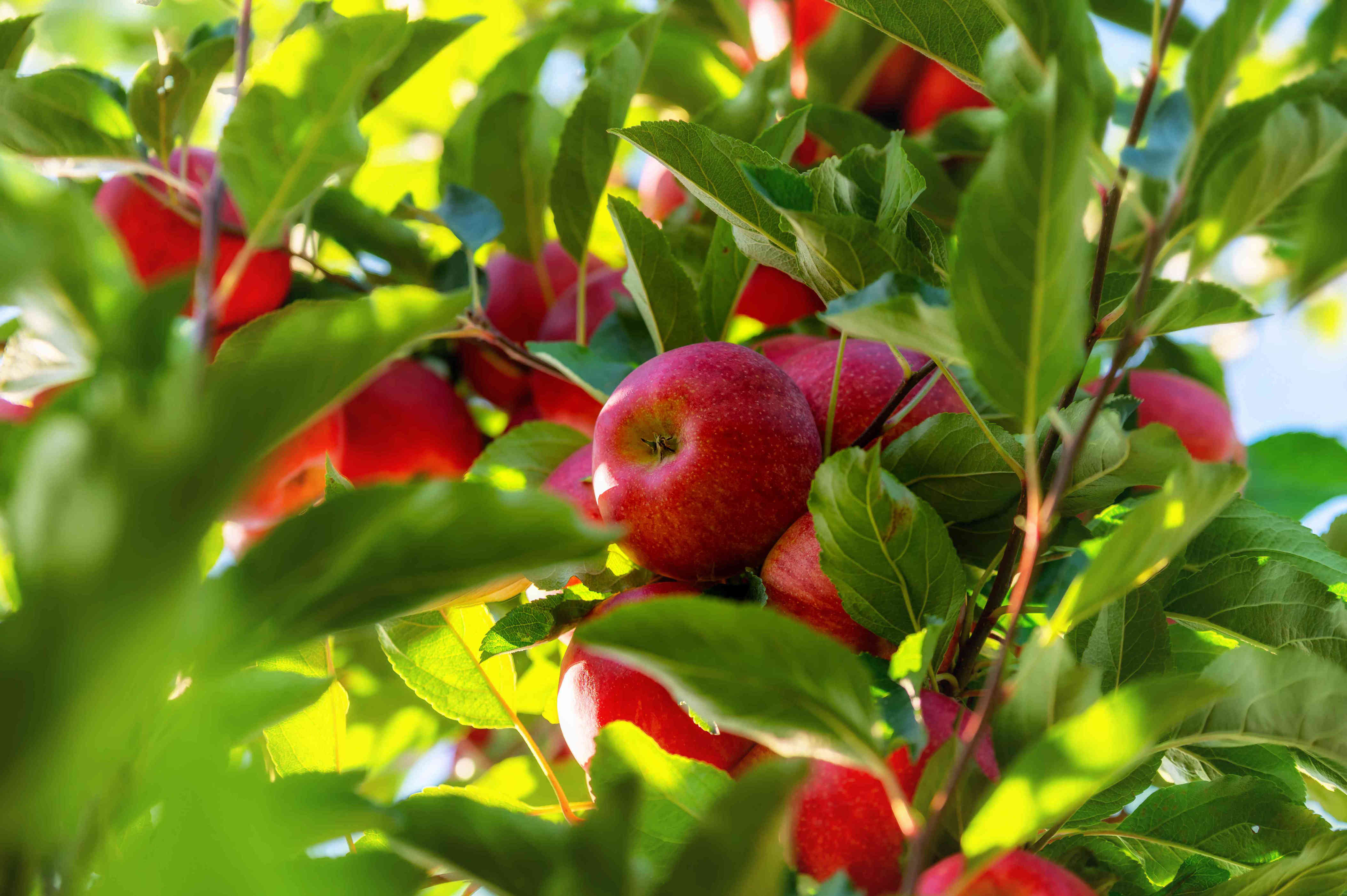 How to grow and care for an apple tree so it produces delicious fruit ...