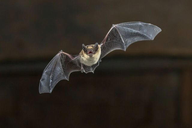 Health officials urge caution after rabid bat found inside Illinois ...