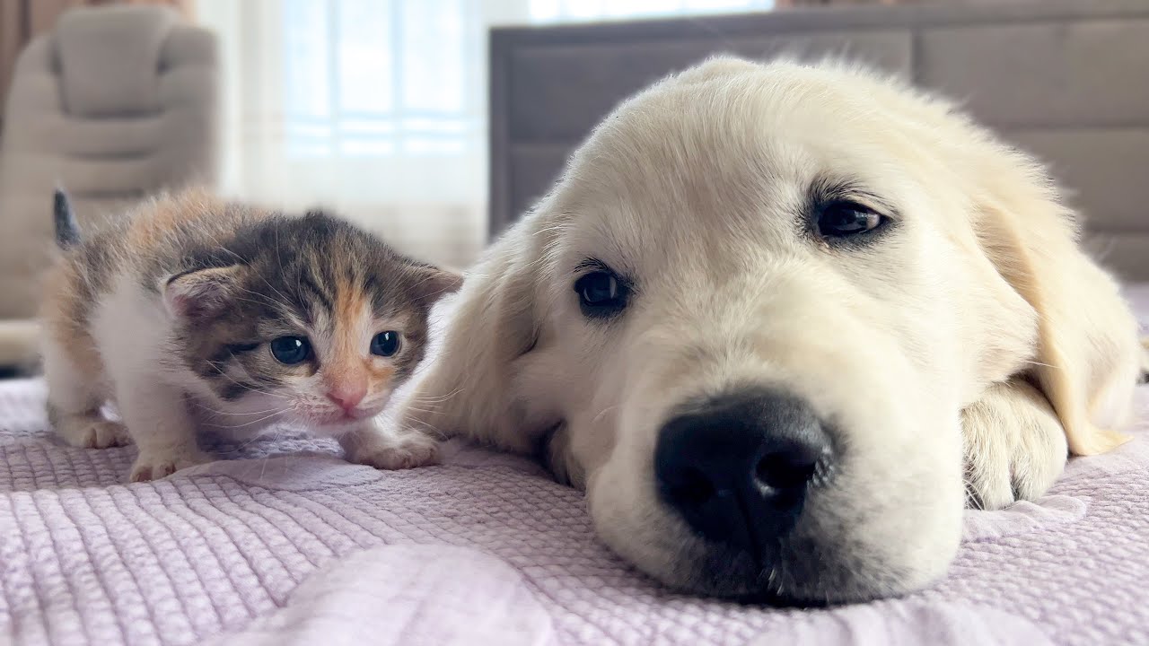 Baby kitten leaves tiny golden retriever speechless