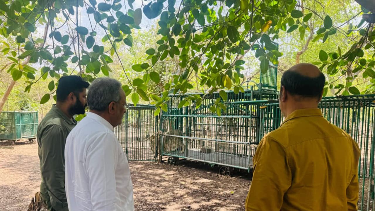 Gir lion infection: Situation 'completely under control,' says minister