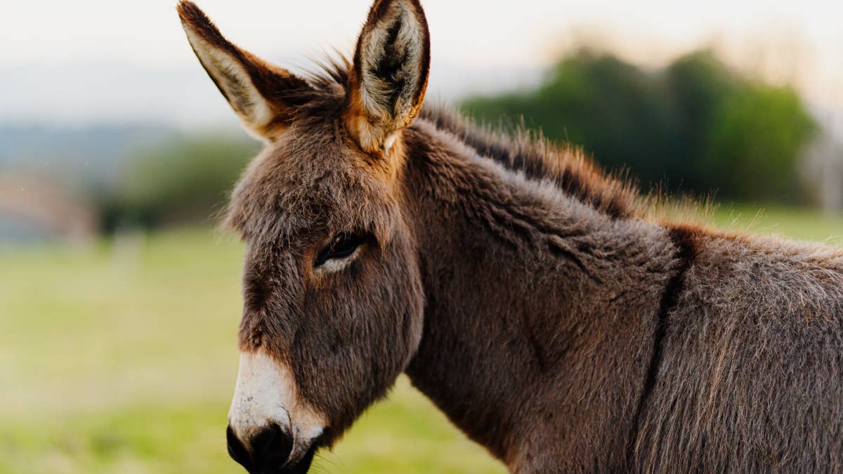 Baby donkey snuggles into humans' bed like he pays the mortgage