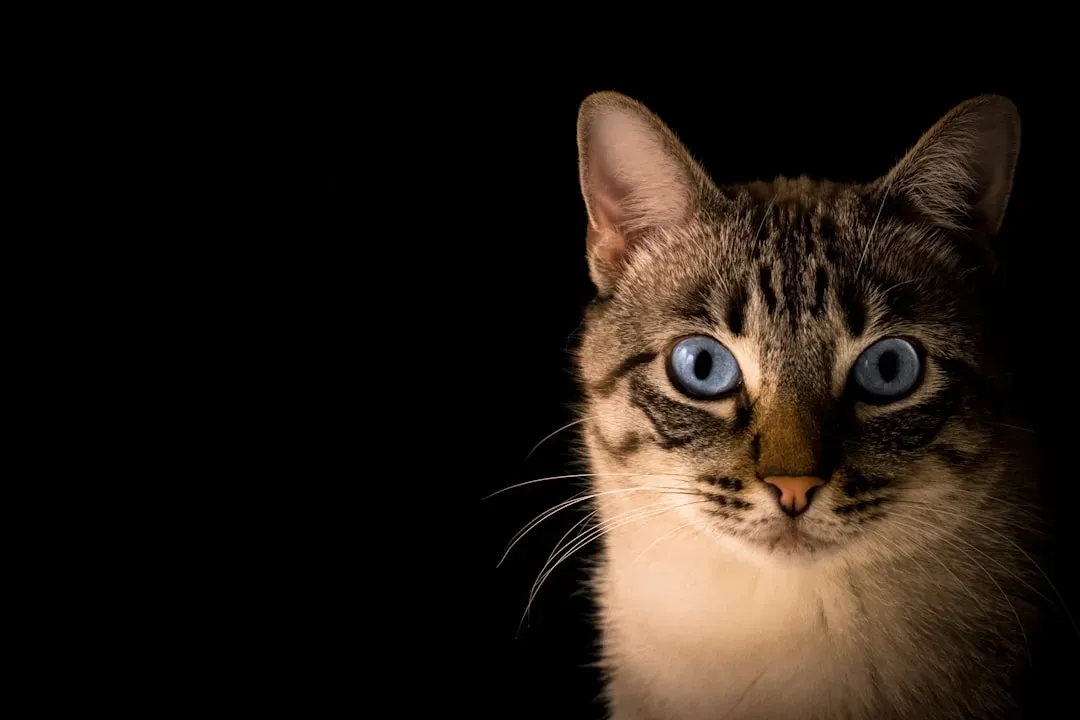 8 warning signs your cat still doesn't feel safe at home
