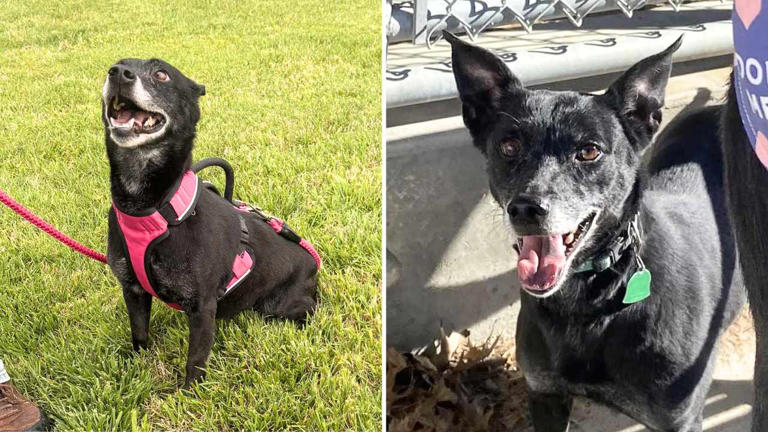 Loving little pup is looking for new home after devastated owner forced ...