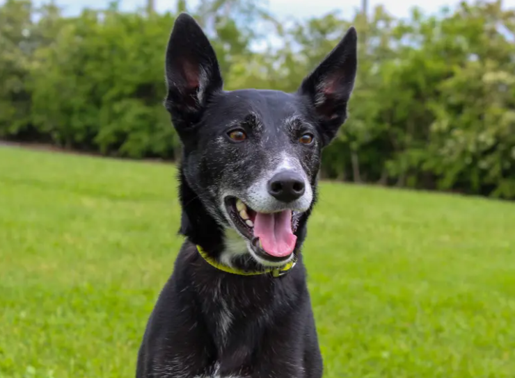 21 adorable Dogs Trust canines looking for their forever homes in the ...