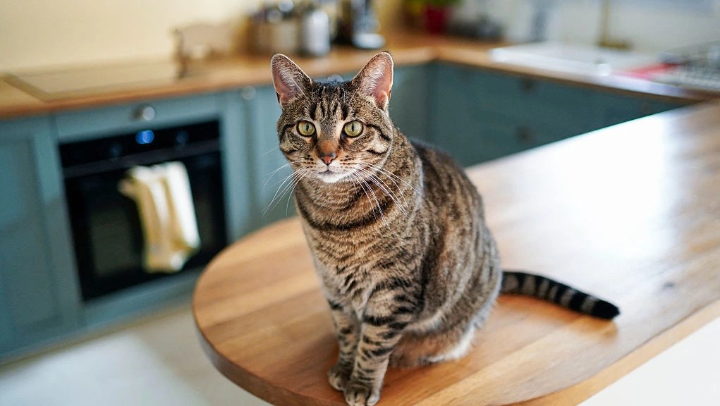 Understanding why cats touch your face