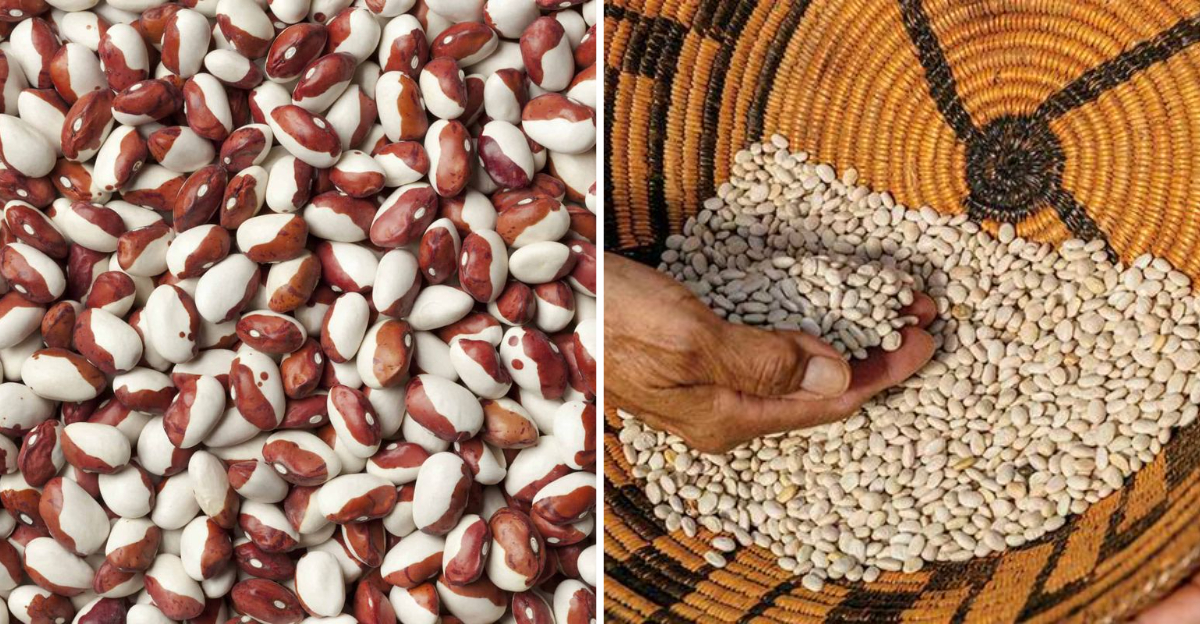 15 of the healthiest beans most people forget to eat