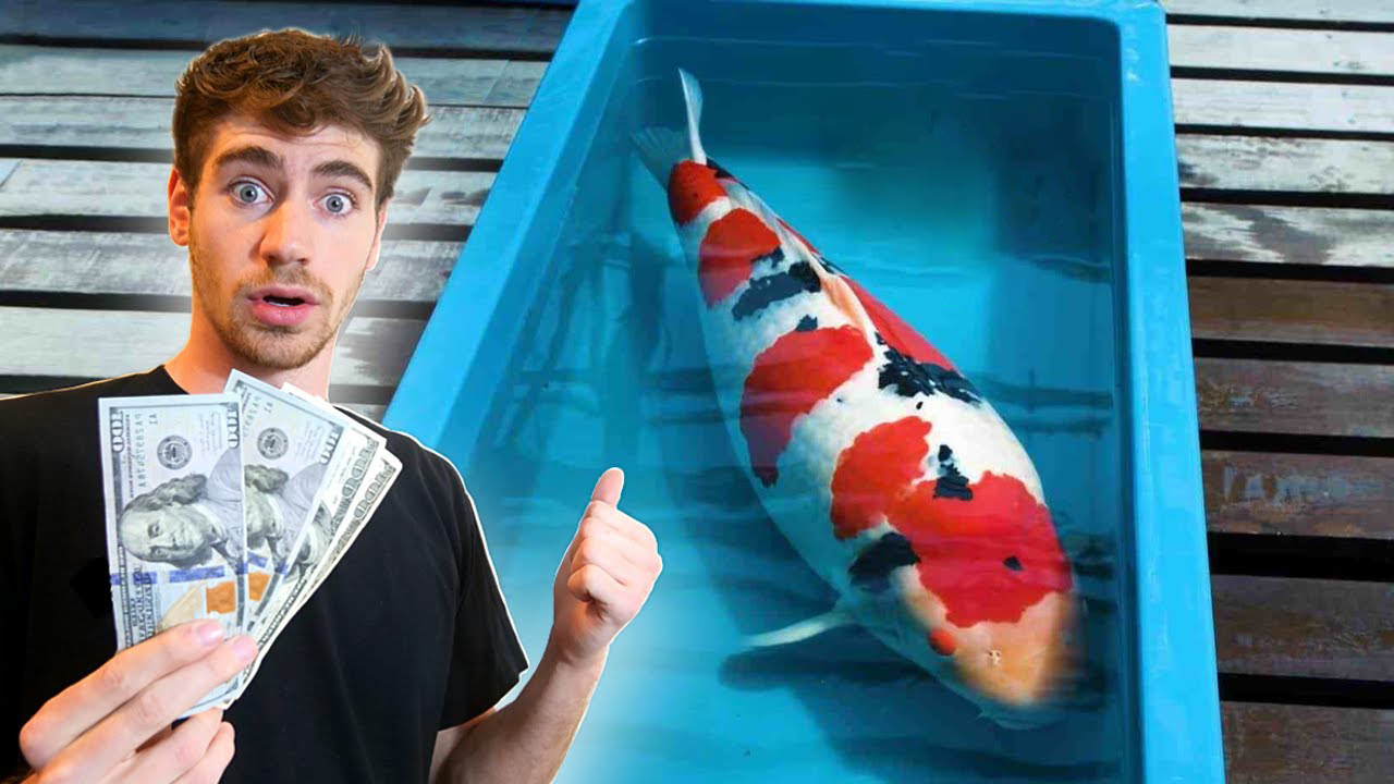 $100,000 Japanese koi fish! How to buy & invest!