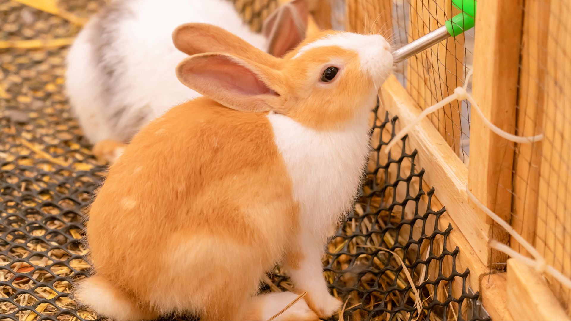 Tips for taking care of rabbits