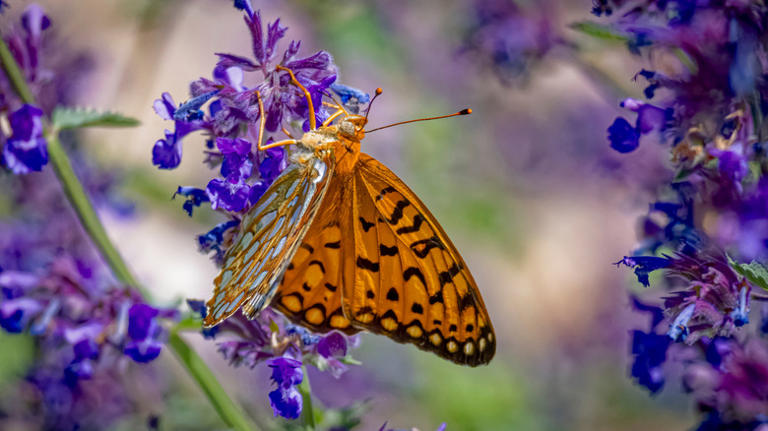 How To Fill Bare Garden Spots And Boost Curb Appeal With A Perennial ...