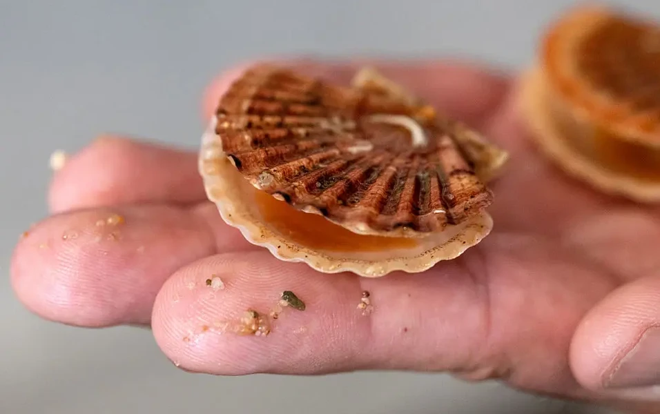 Scientists log 1,121 new marine species amid scallop threat