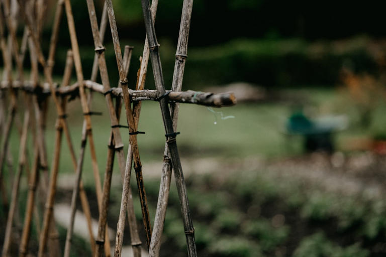How to build a simple, affordable trellis system using fallen tree branches