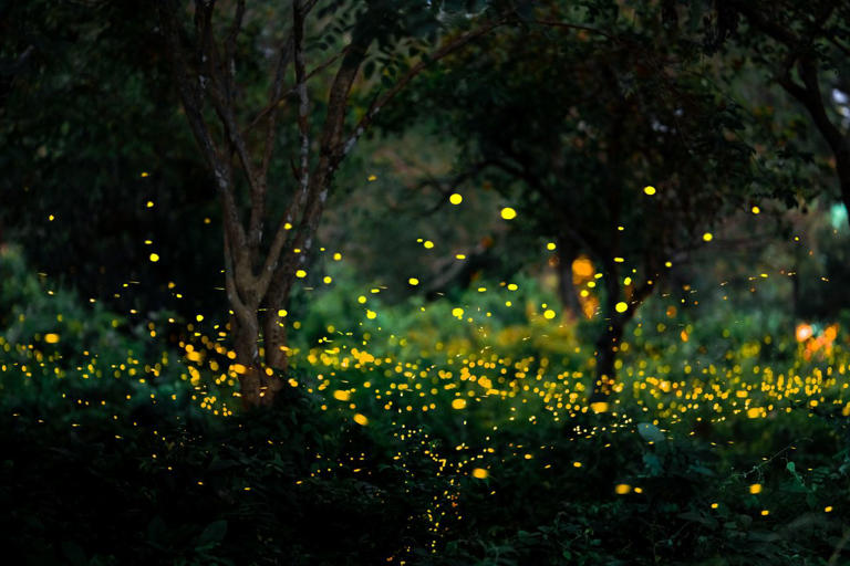 How to attract fireflies to your garden—and keep them coming back