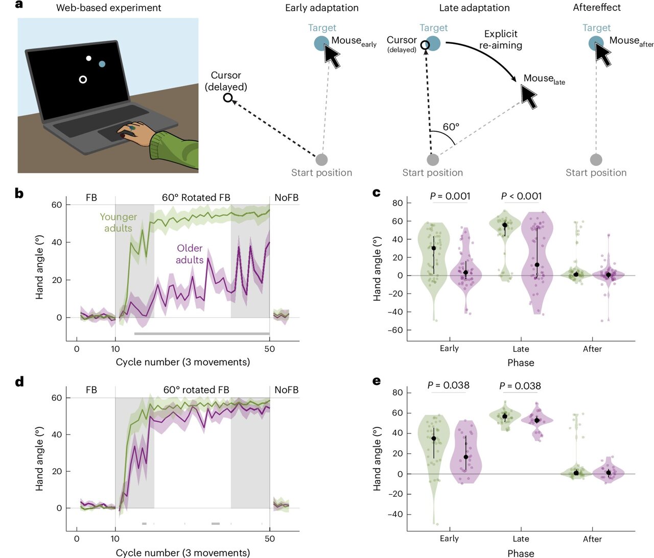 How aging reshapes sensorimotor learning: Older adults may lose ...